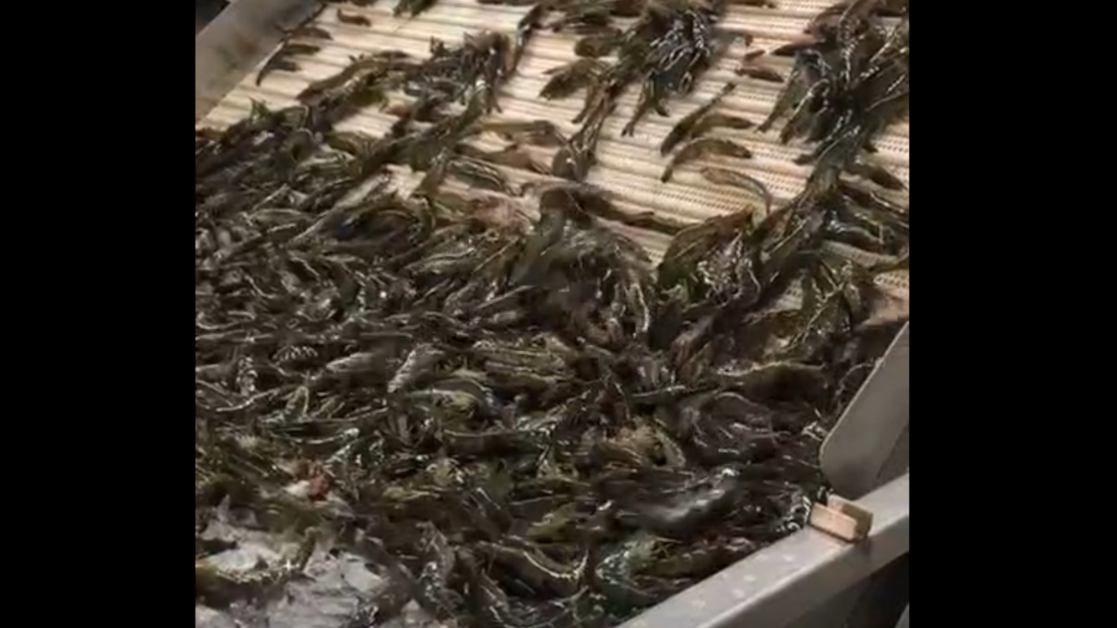 Live Tiger Prawn 活草虾 - Yi Feng Seafood Pte Ltd