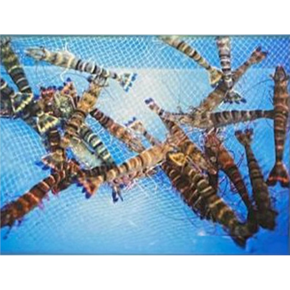 Live Tiger Prawn 活草虾 - Yi Feng Seafood Pte Ltd